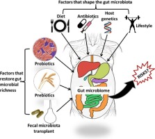 How do you restore microbiota?