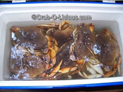 How do you store fresh caught Dungeness crab?