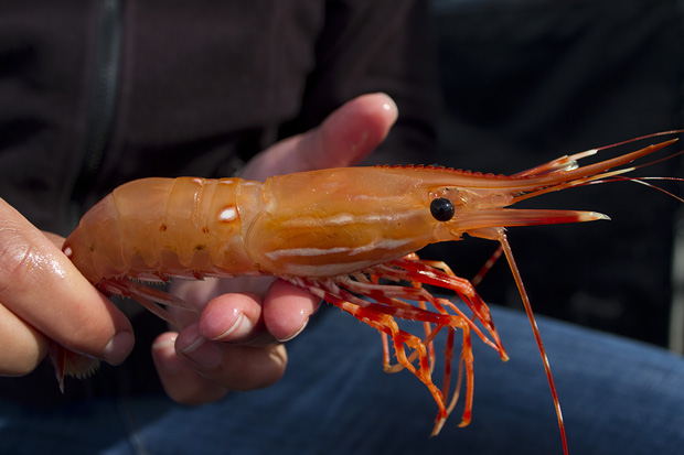 How do you store live spot prawns?