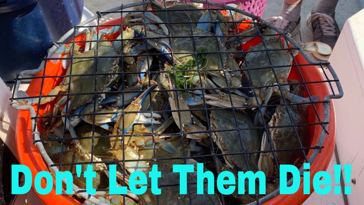 How do you store your live crabs?