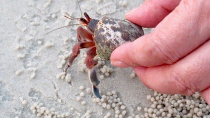 How do you tell if a crab is stressed?