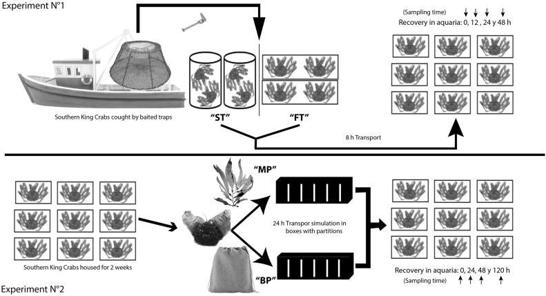 How do you transport king crab?