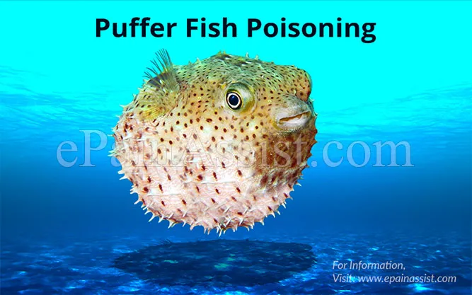 How do you treat a puffer fish bite?