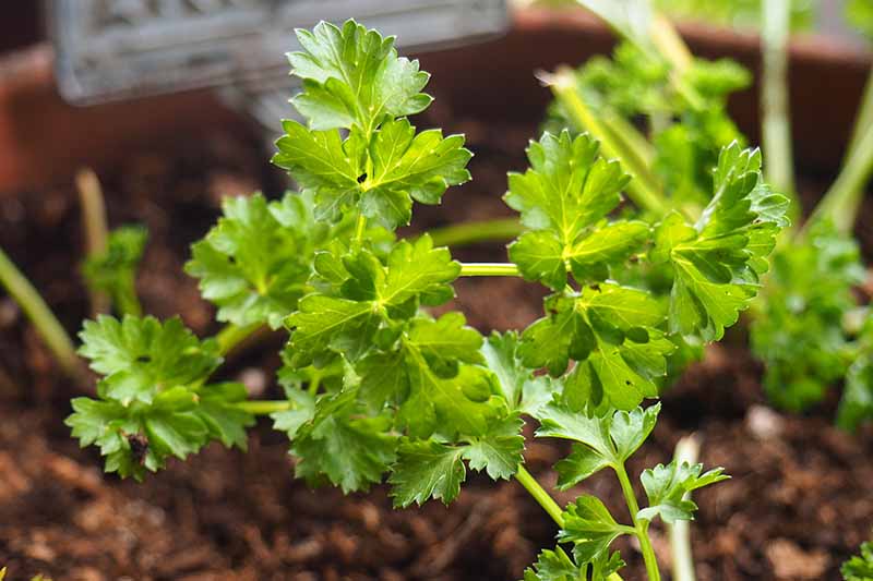 How do you winterize parsley?