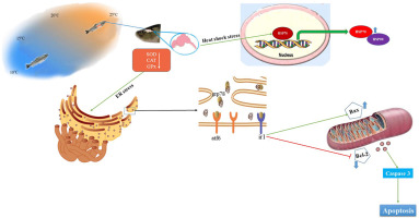 How does fish affect the brain?
