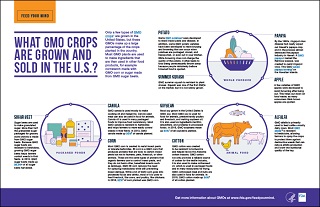 How does genetically modified food affect animals?