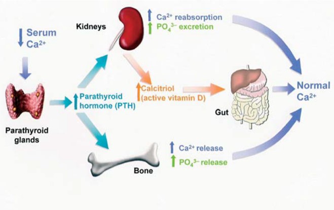 How does high phosphate affect calcium?