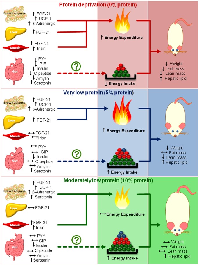 How does lack of protein affect weight loss?