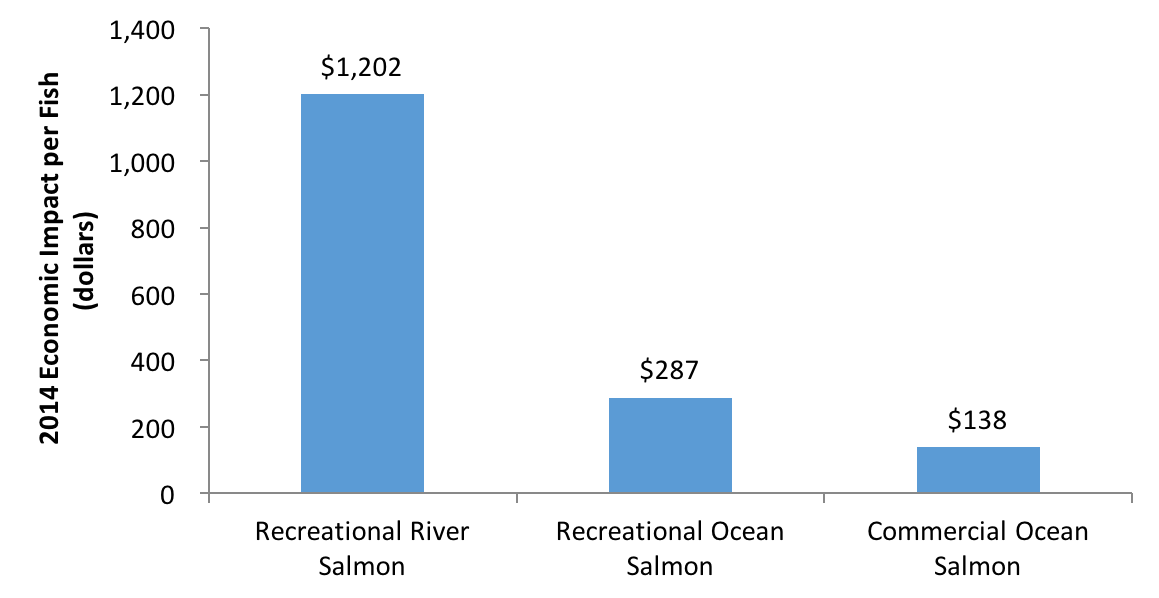 How does salmon affect the economy?