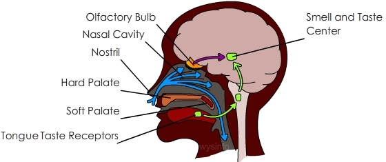 How does smell affect your taste?