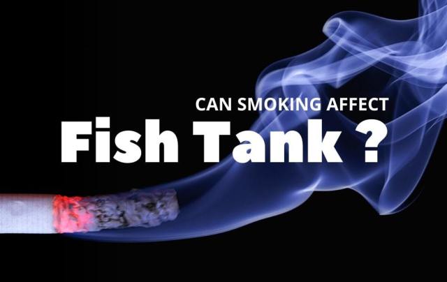 How does smoking affect fish?