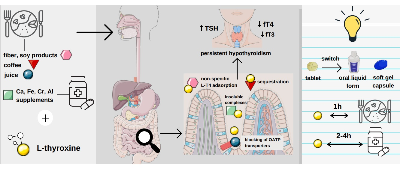 How does soy interact with levothyroxine?