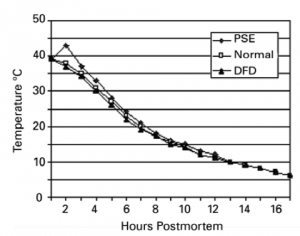 How does temperature affect the quality of meat after slaughter?