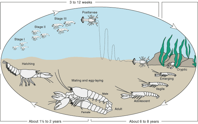 How fast do lobsters breed?