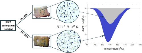 How heat affects collagen?