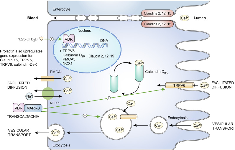 How is calcium absorbed in the intestine?
