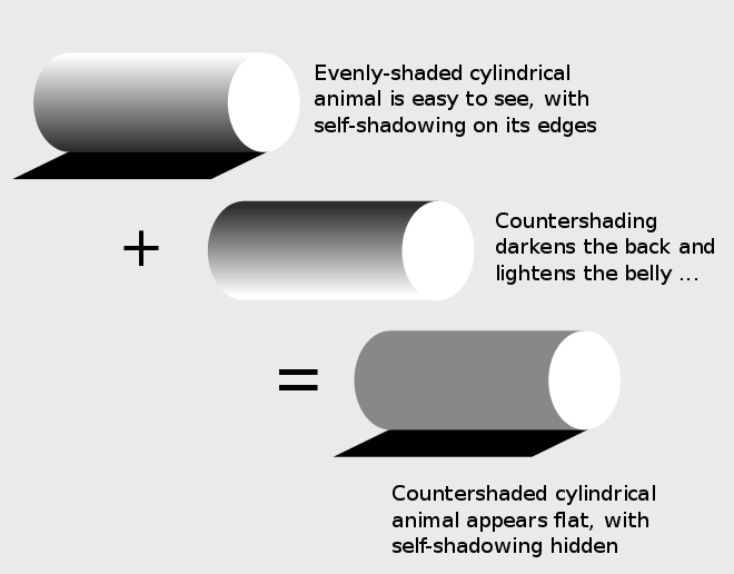 How is countershading advantageous?