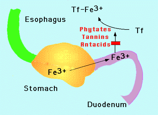 How is iron absorbed in the stomach?