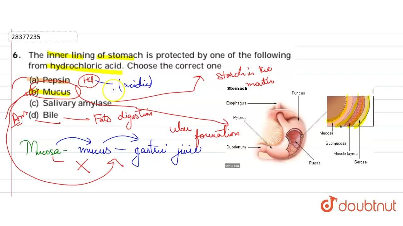 How is mucus lining helpful for the stomach Class 7?