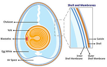 How is the egg shell made?
