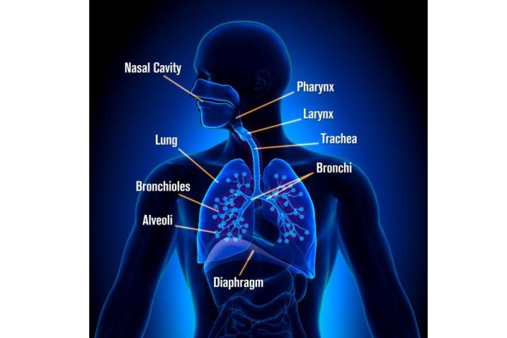How is the lungs affected during exercise?