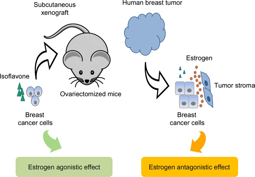 How isoflavone supplements affect chemotherapy effect?