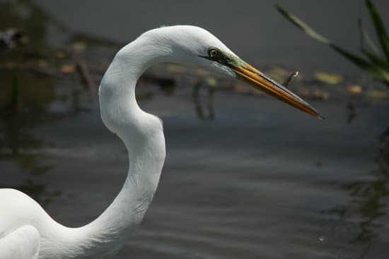 How long after eating bad fish will you get sick?