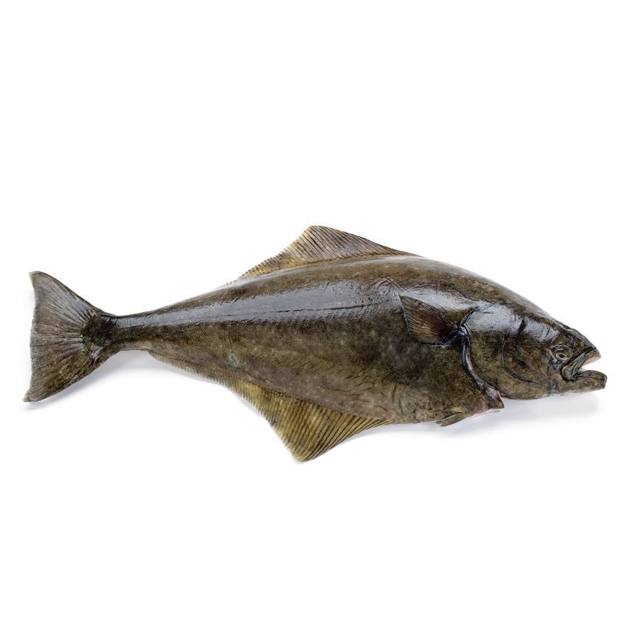 How long boil frozen halibut?
