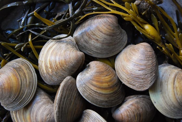 How long can clams live in a bucket of saltwater?