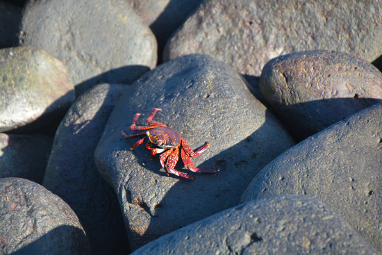 How long can crab legs sit out?