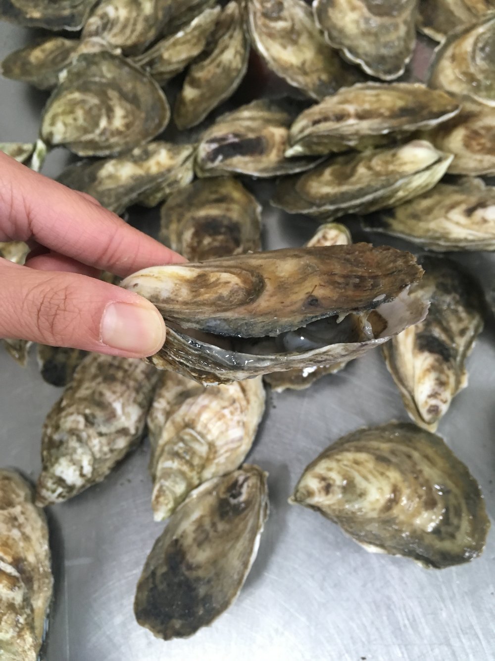How long can oysters sit at room temperature?