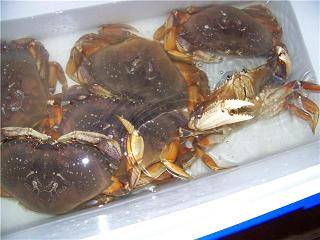 How long can you keep crab on ice before cooking?