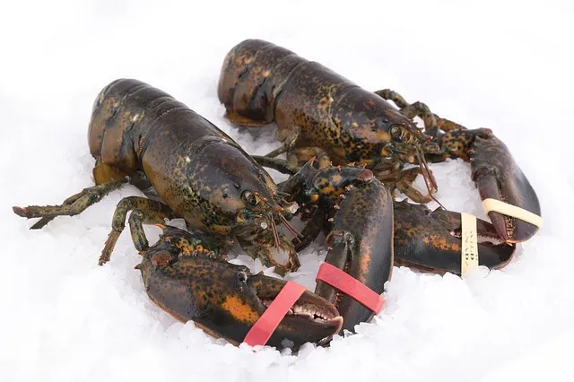 How long can you keep uncooked lobster in the freezer?