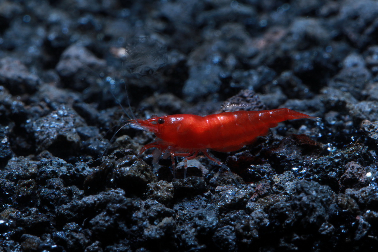 How long do Bloody Mary shrimp live?