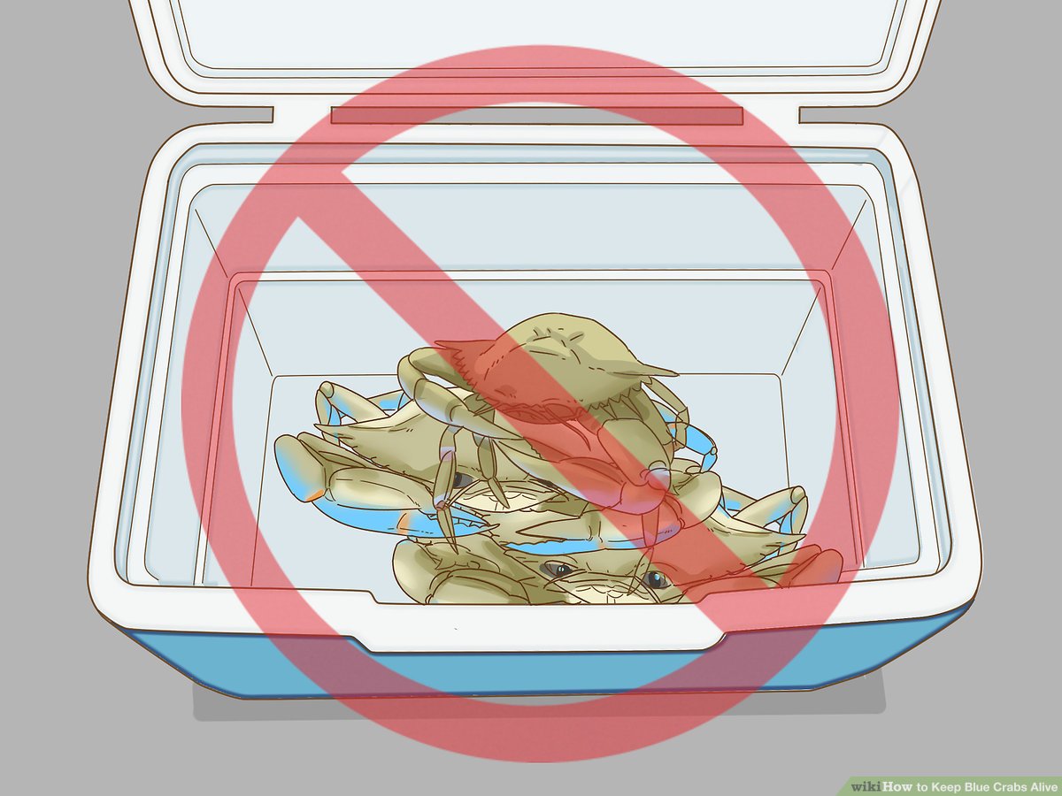 How long do blue crabs stay fresh?