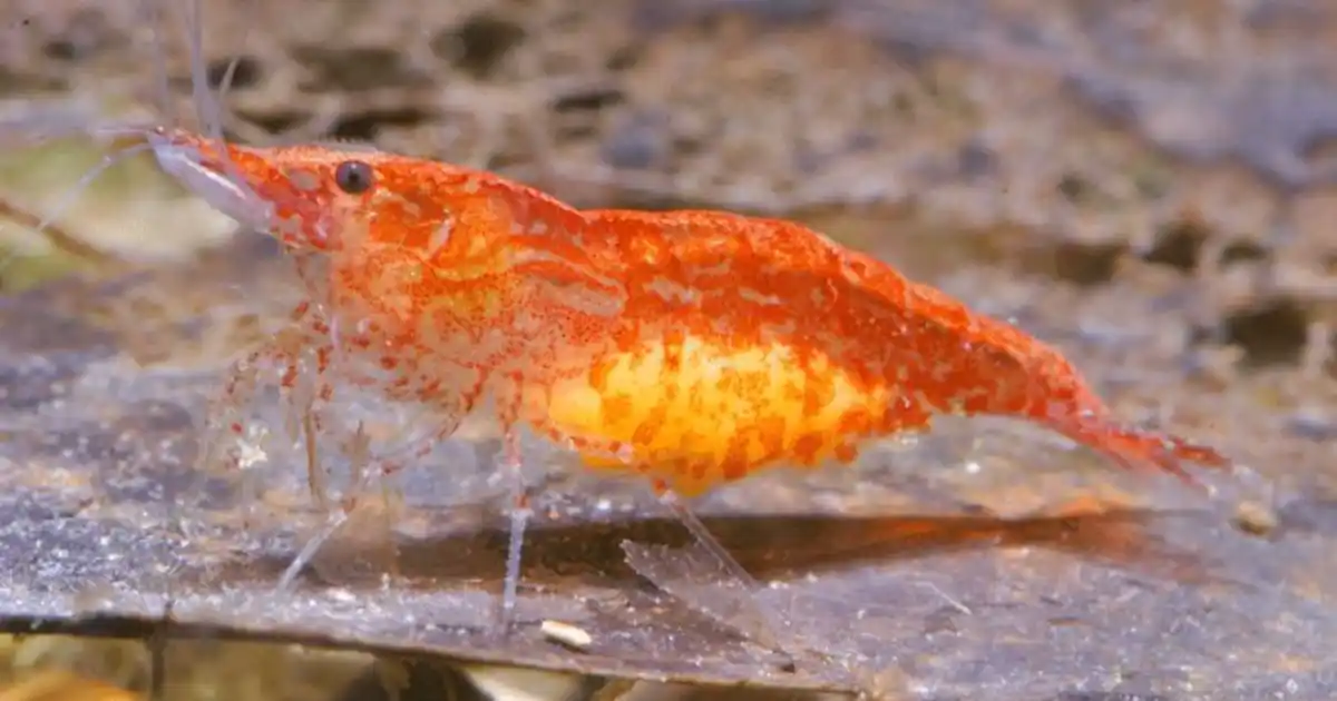 How long do orange shrimp live?