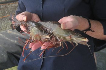 How long do prawns take to grow?