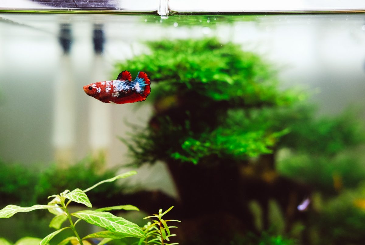 How long does a fish tank need to settle before adding fish?