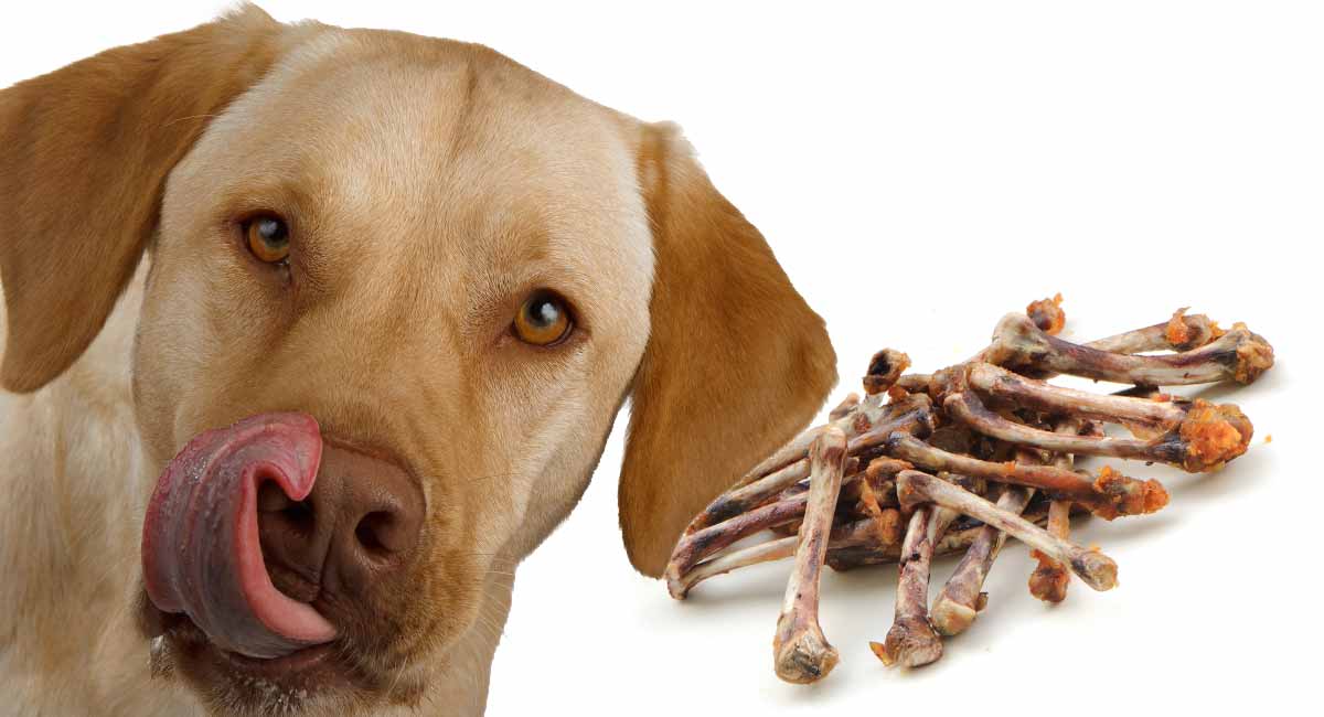 How long does it take for a chicken bone to effect a dog?
