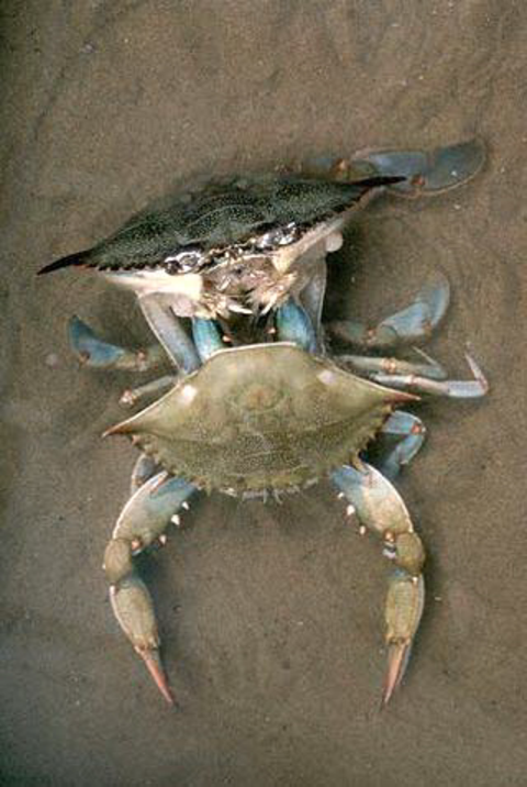 How long does it take for a crab to shed?