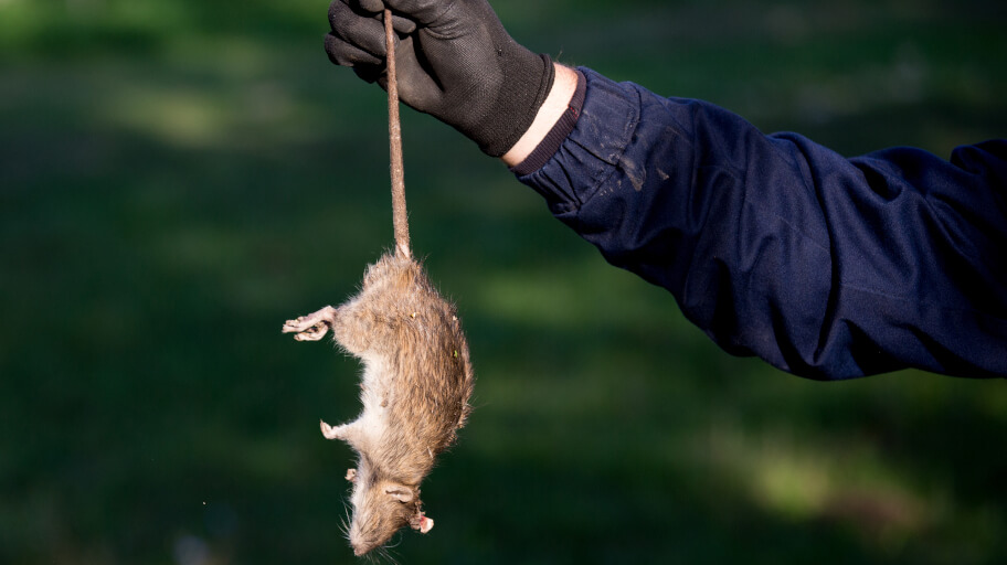 How long does it take for a dead rat to stop smelling?