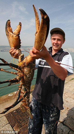 How long does it take for a lobster to grow big?