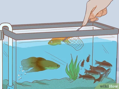 How long does it take for a new fish to settle?