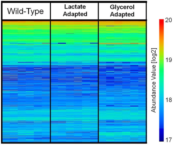 How long does it take for bacterial to grow?