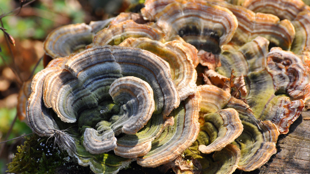 How long does it take for turkey tail to work?