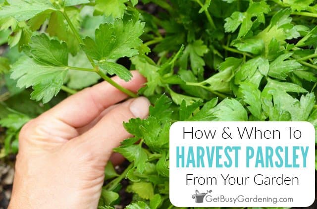 How long does parsley last after cutting?