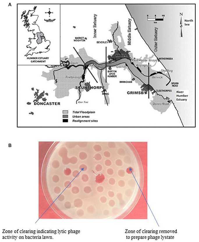 How long does Vibrio last?