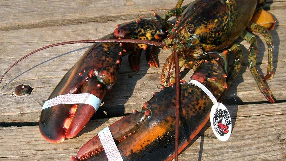 How long will a lobster last in the fridge?