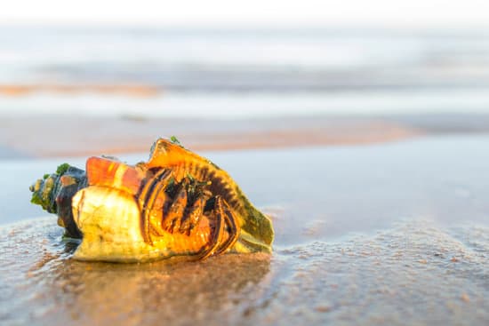 How long will Dungeness crab live on ice?