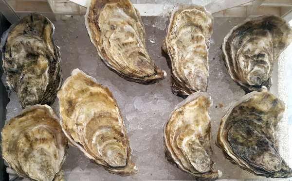 How long will raw oysters in shell keep in fridge?